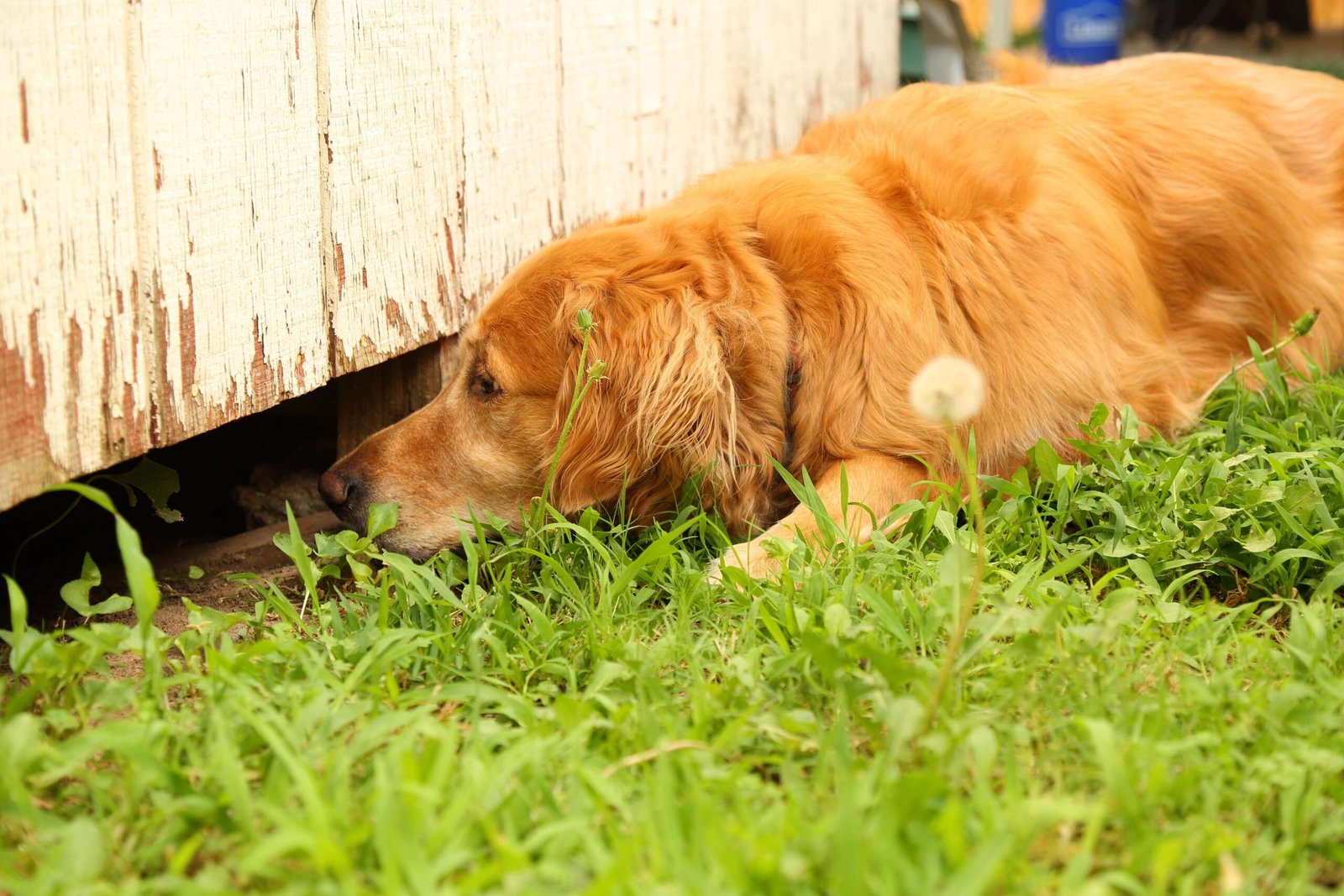 Understanding the Relationship Between Mice and Dogs: A Comprehensive ...